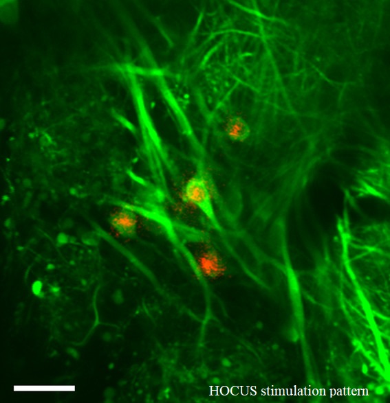 Neural Interface Engineering Lab